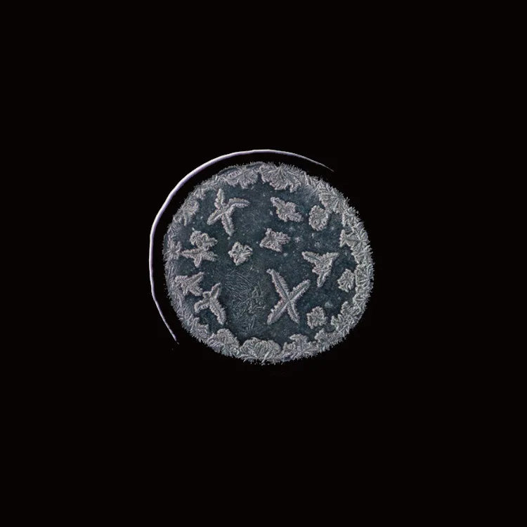 Measuring Wide Field Microscope - Metallographic Trinocular Microscope ...